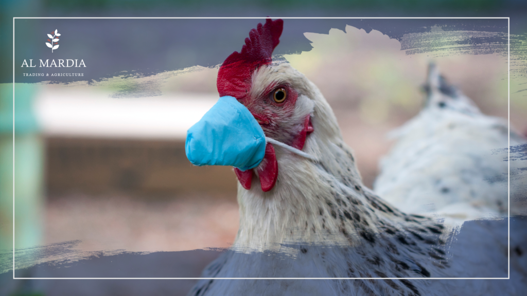 Learn About Poultry and Their Immune System
