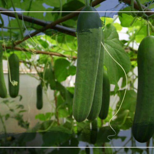 The Soil Drainage System for Your Garden