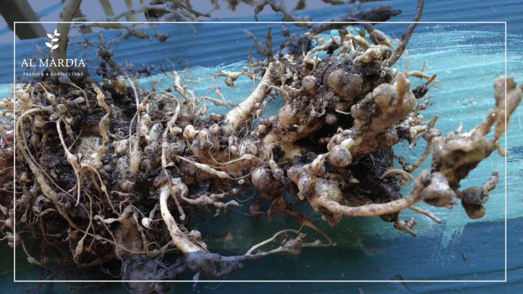 Root Rot Diseases in Plants
