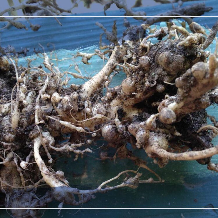 Basics of Growing Lentils